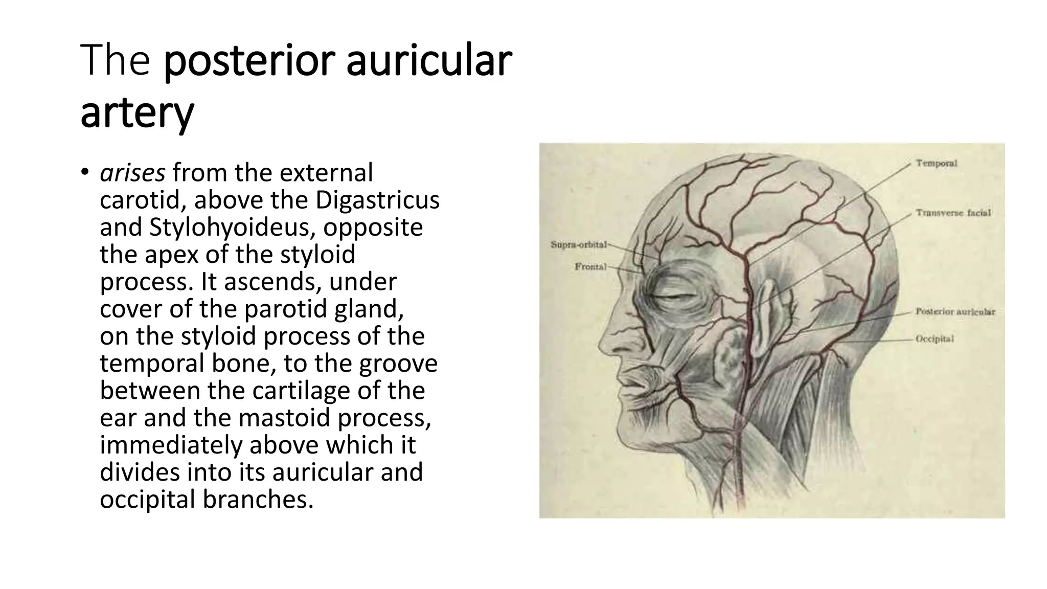 Blood supply of face | PPTX