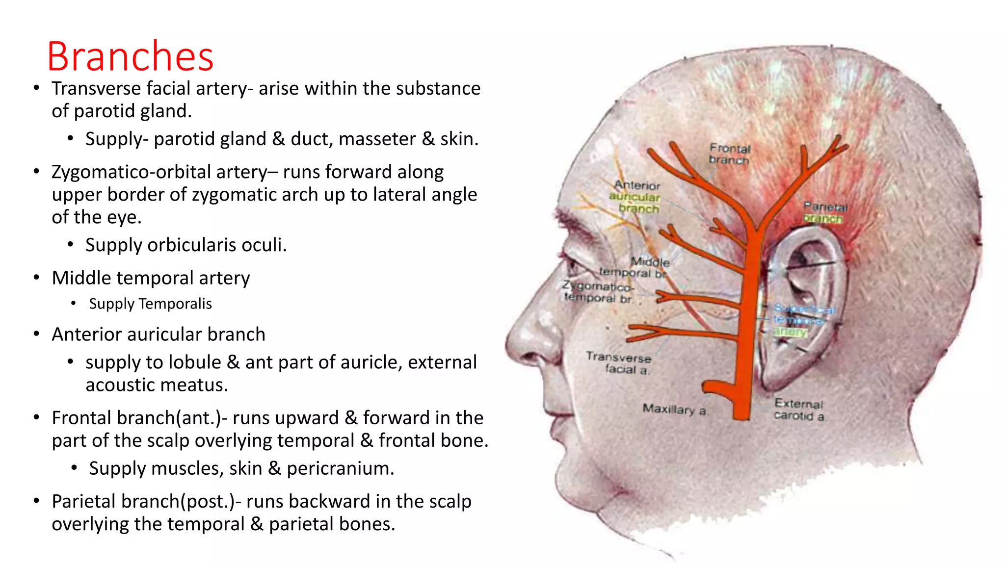 Blood supply of face | PPTX