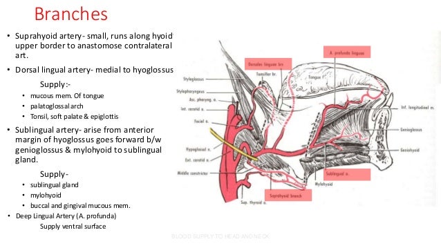 Blood supply of face
