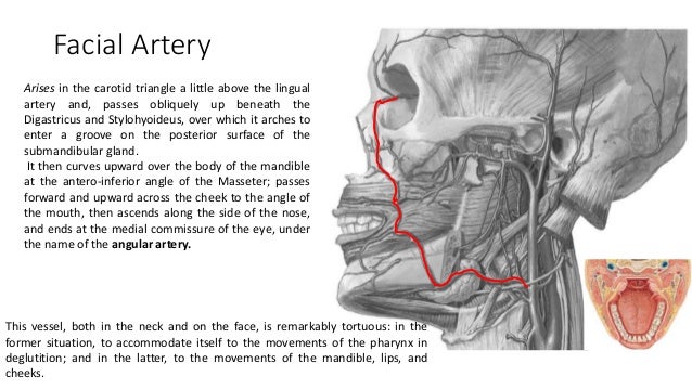 Blood supply of face