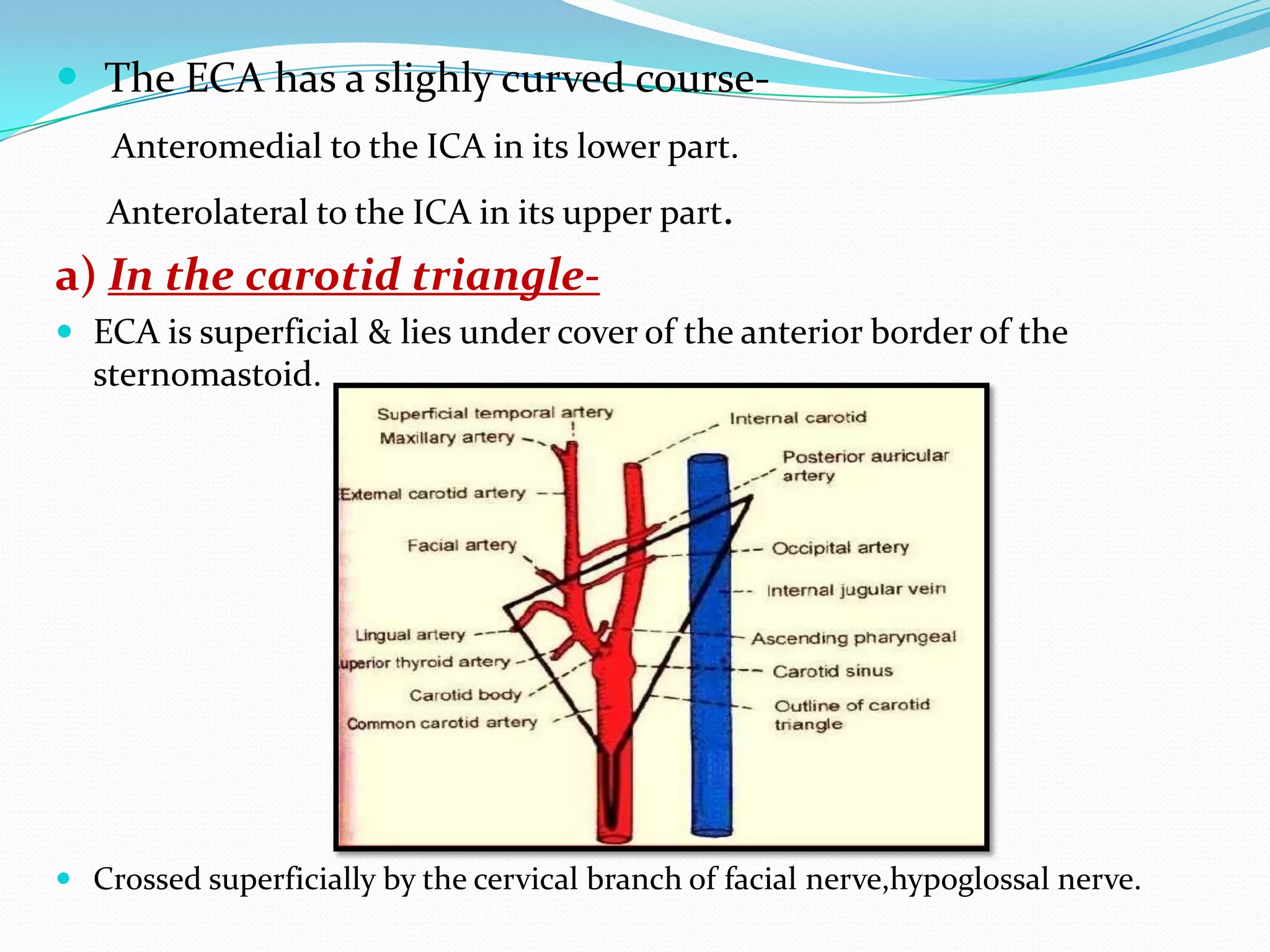Blood supply of face | PPTX
