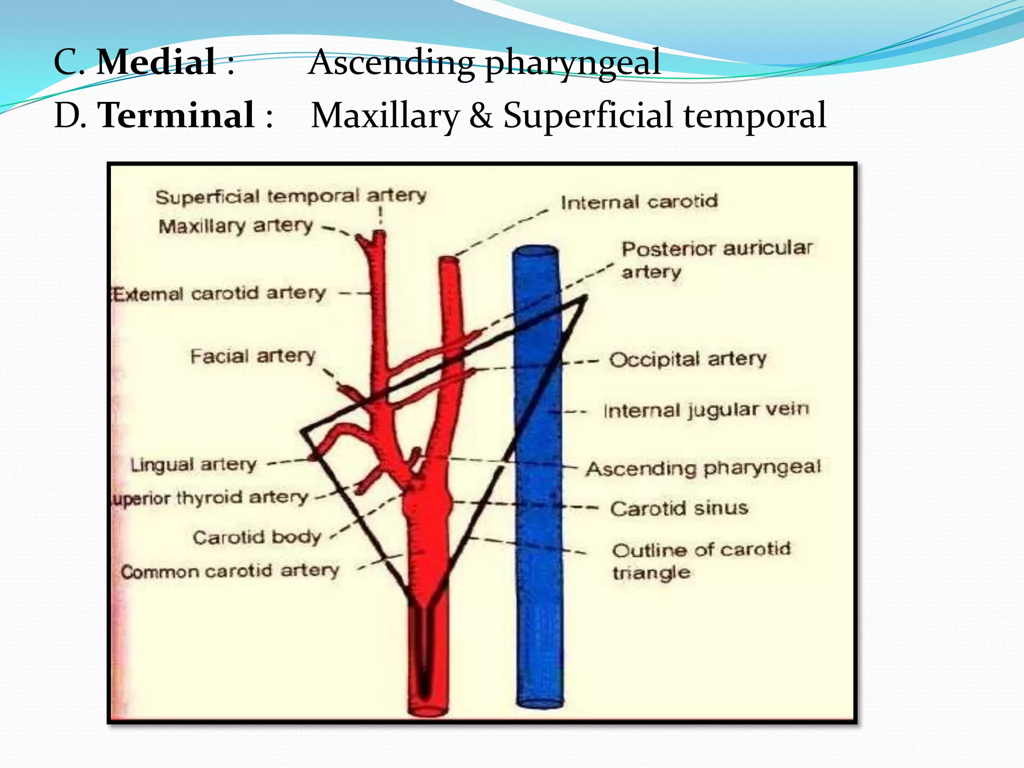 Blood supply of face | PPTX