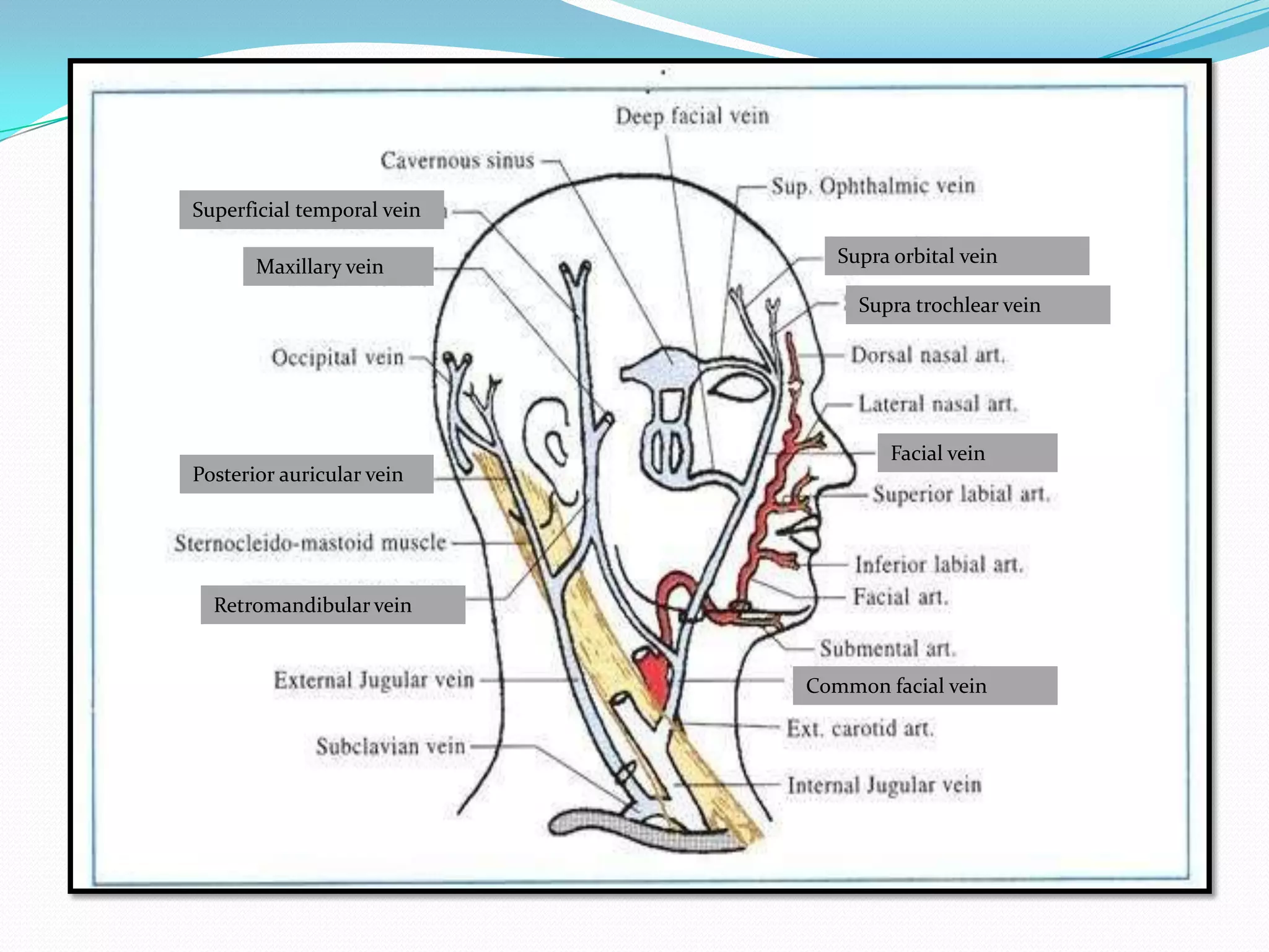 Blood supply of face | PPTX