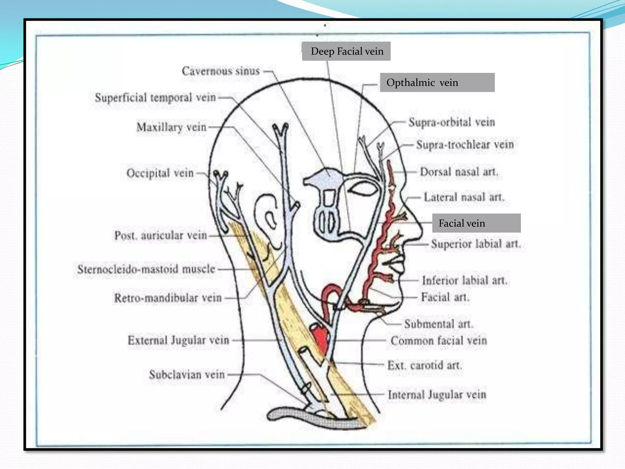 Blood supply of face | PPTX