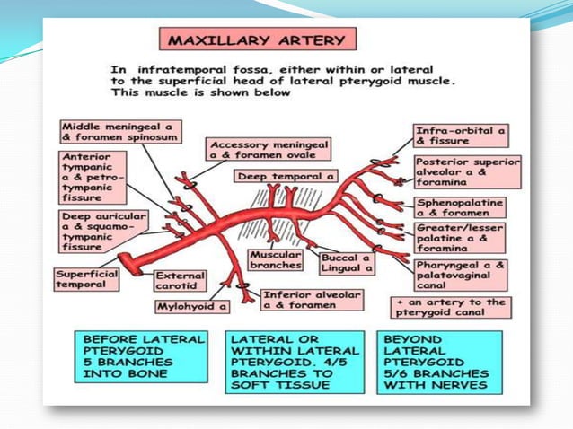 Blood supply of face | PPTX | Thyroid Disorders | Endocrine and ...