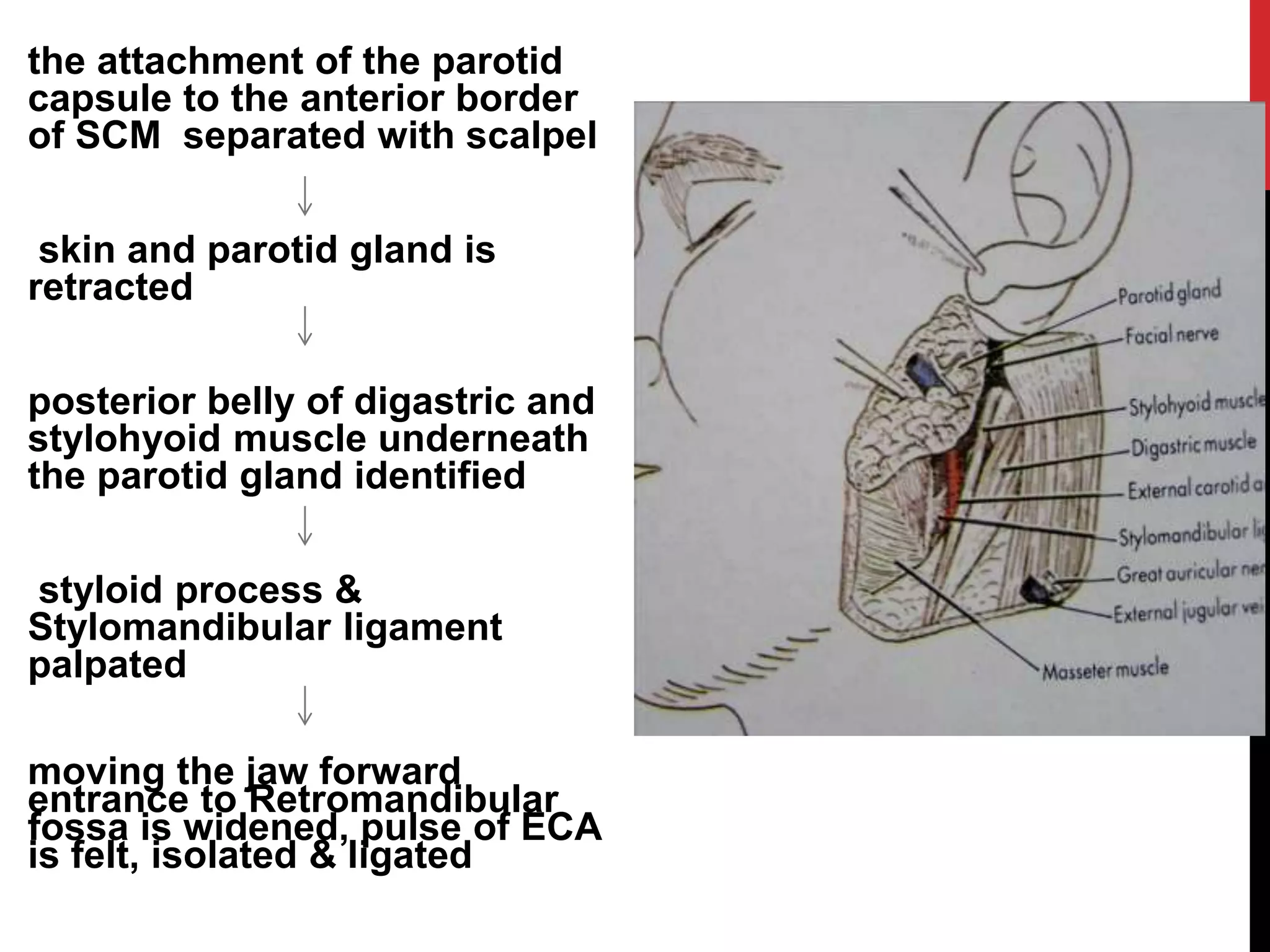 arterial supply of face | PPTX