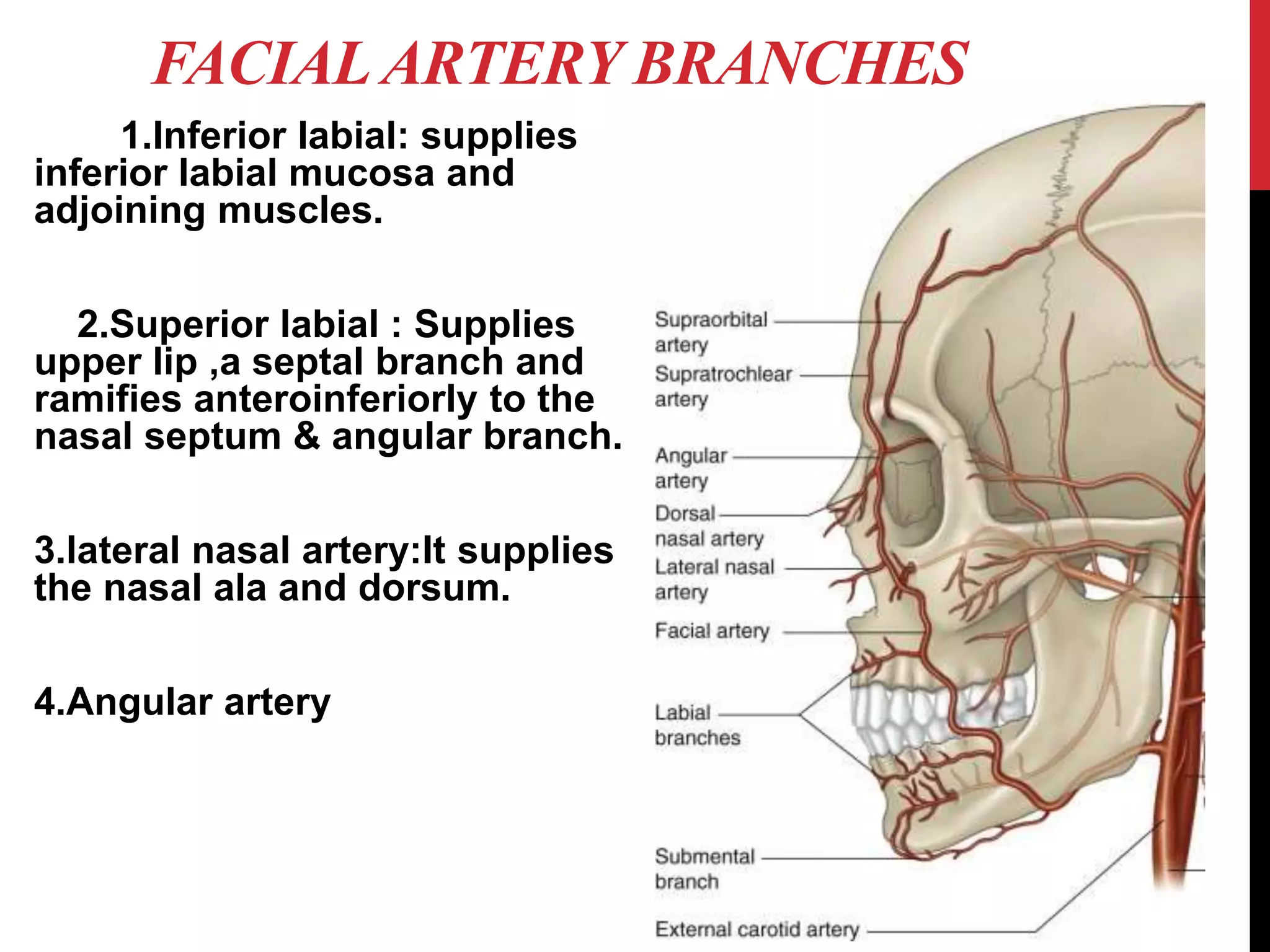 arterial supply of face | PPTX