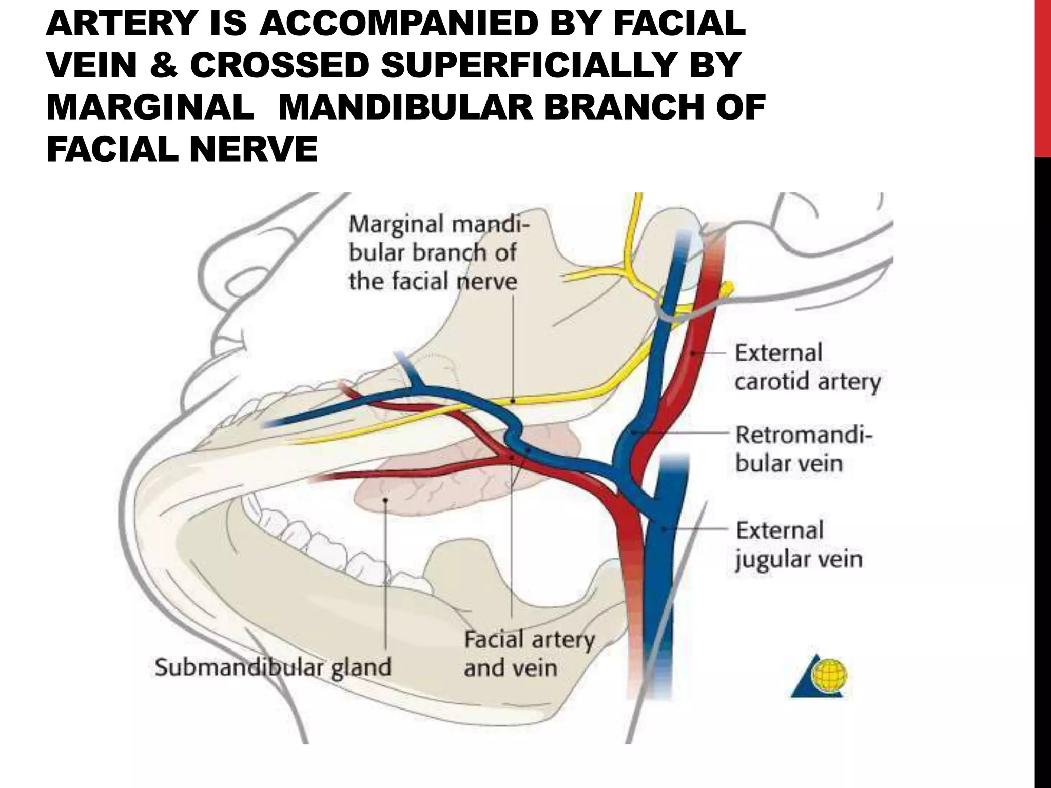 arterial supply of face | PPTX