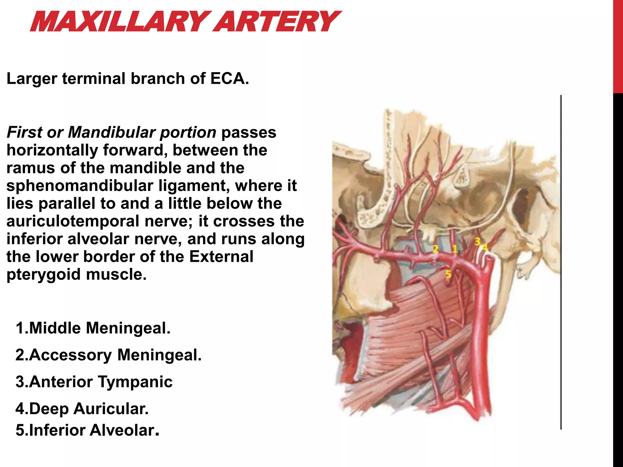 arterial supply of face | PPTX