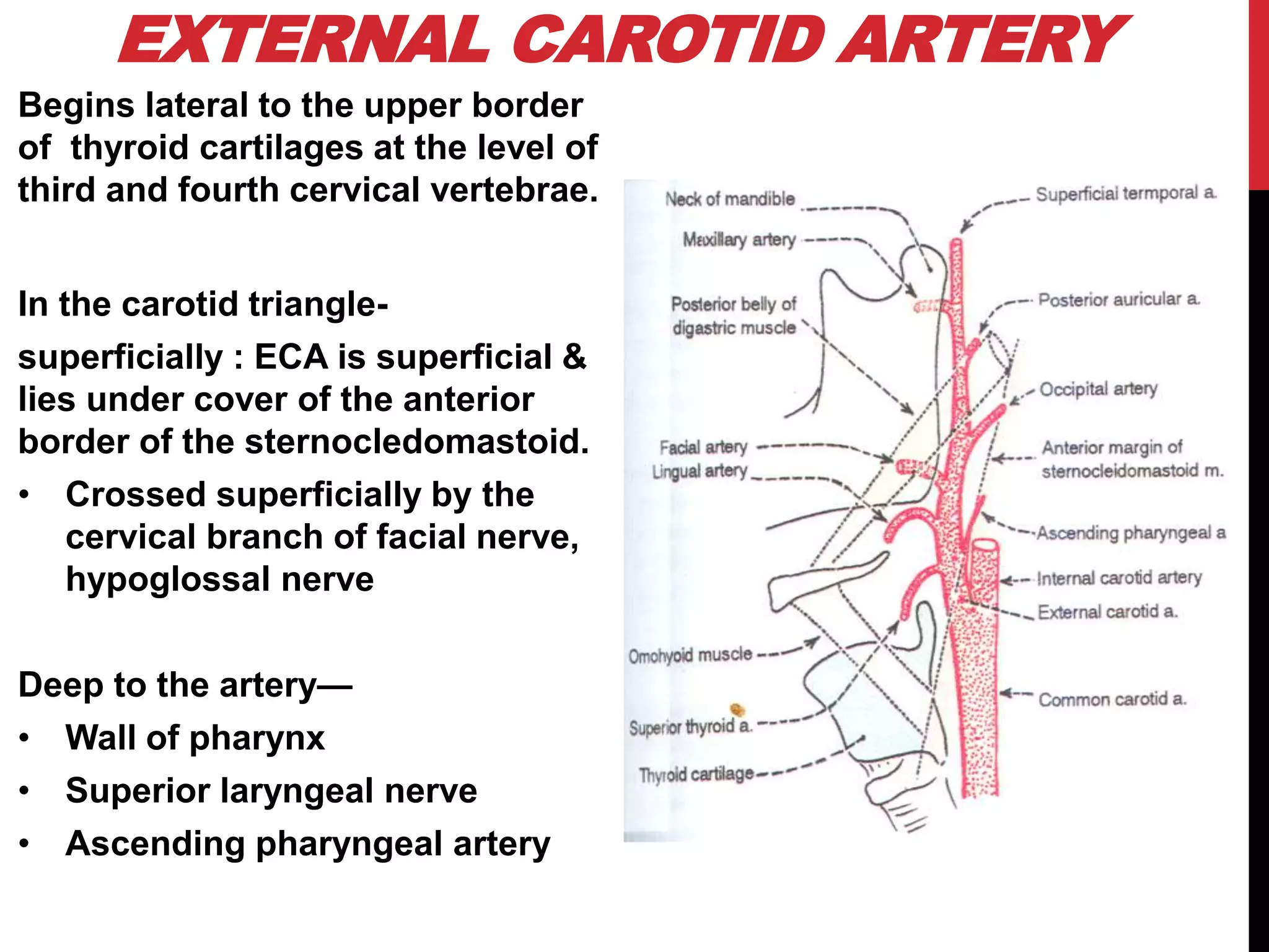arterial supply of face | PPTX