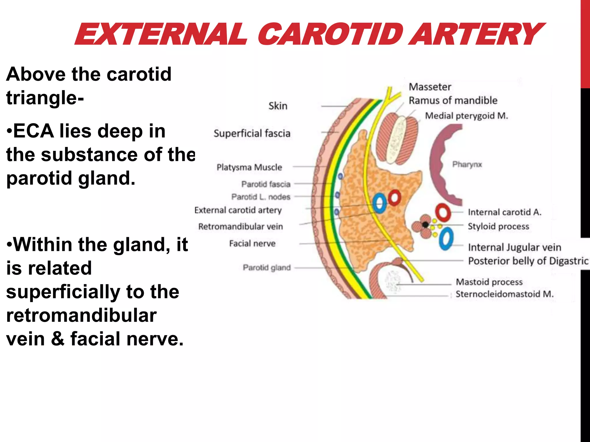 arterial supply of face | PPTX