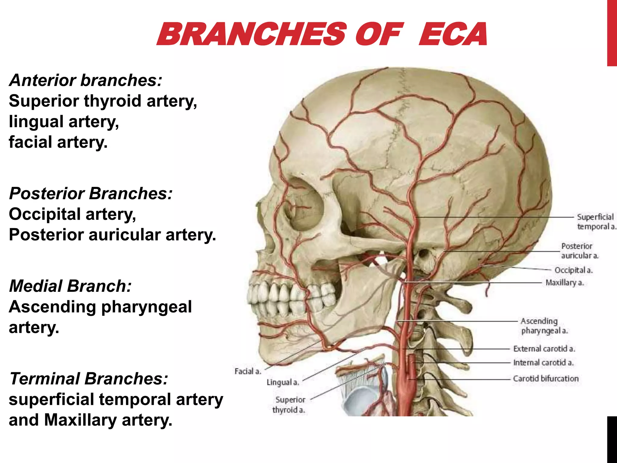 arterial supply of face | PPTX