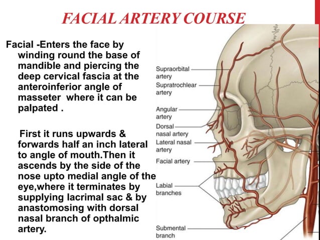 Arterial Blood Supply Of Face _ blood and nerve supply of scalp anatomy ...