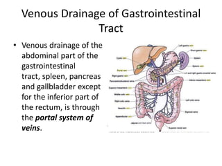 Venous Drainage Of Intestines