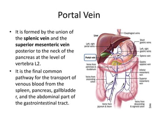 Gi Blood Supply
