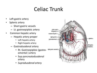Gi Blood Supply