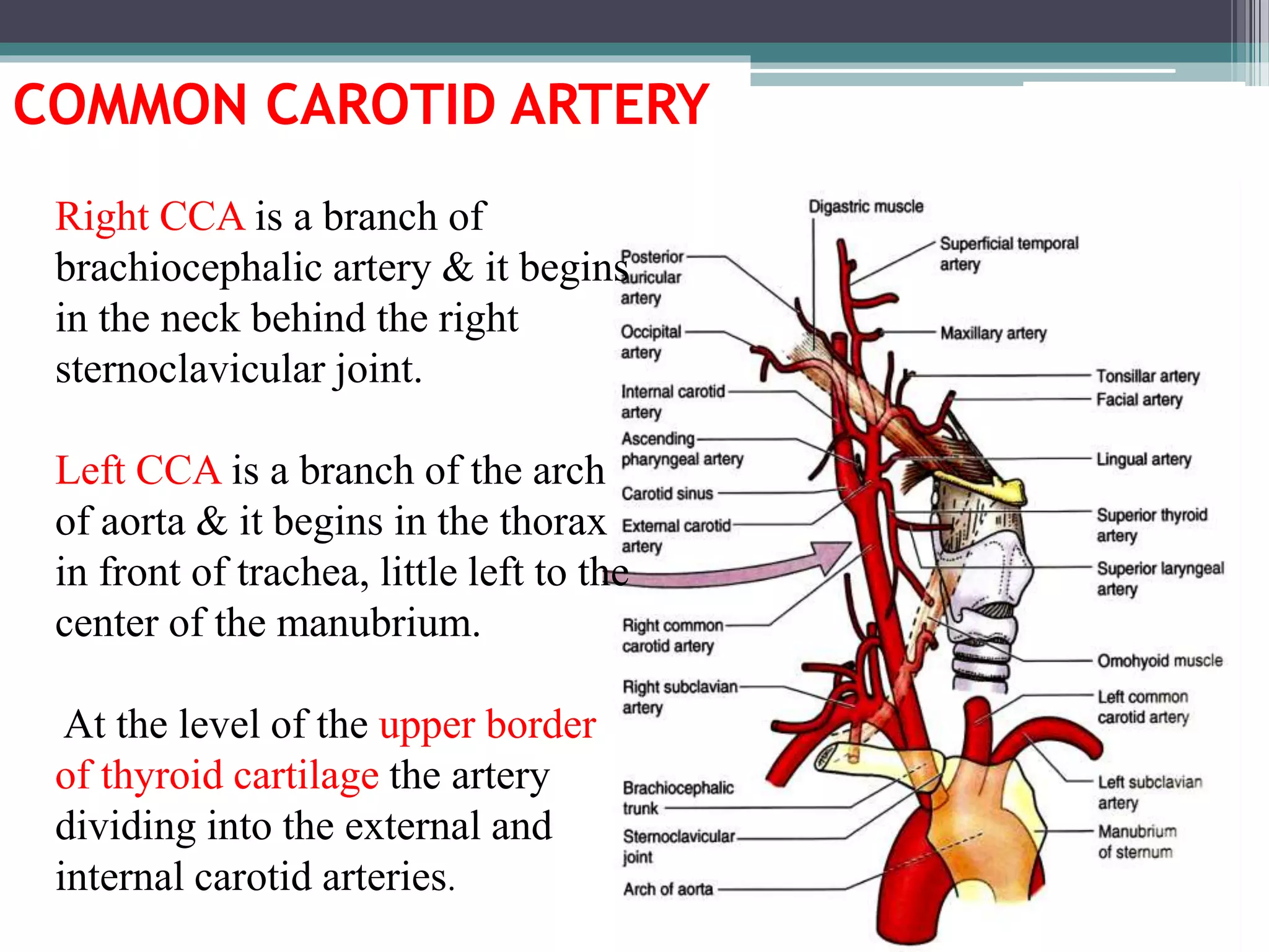 Arteries of Head and Neck | PPTX