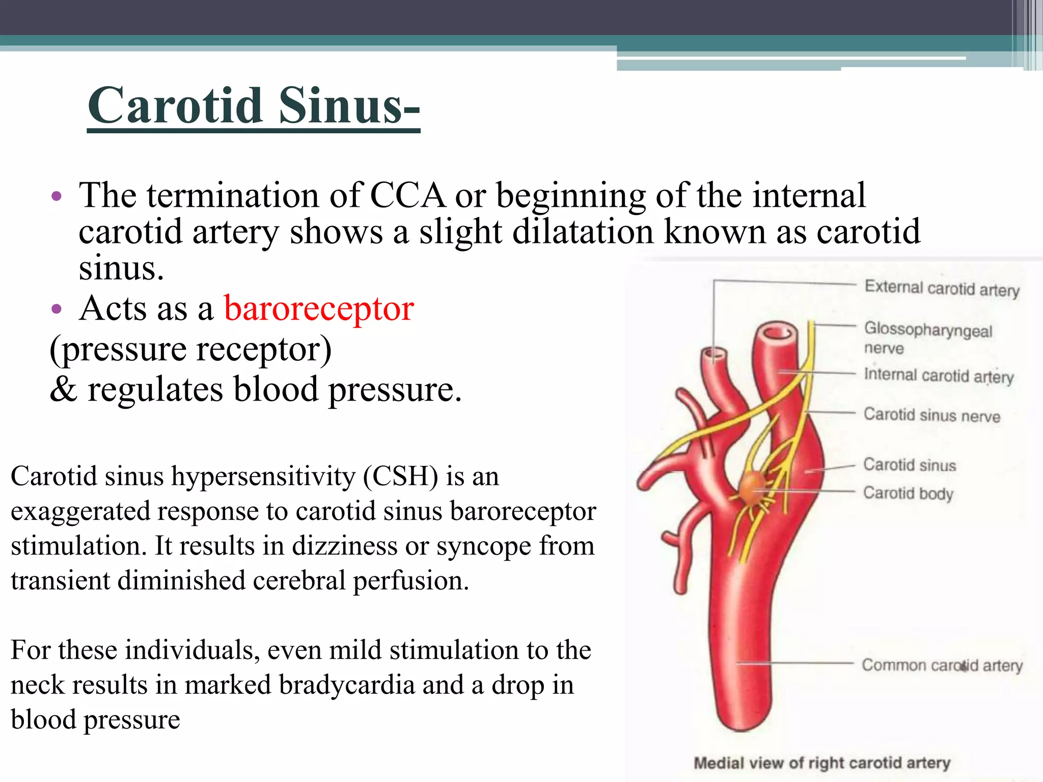 Arteries of Head and Neck | PPTX