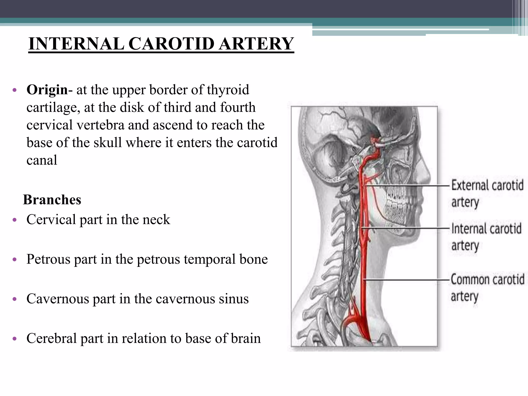 Arteries of Head and Neck | PPTX