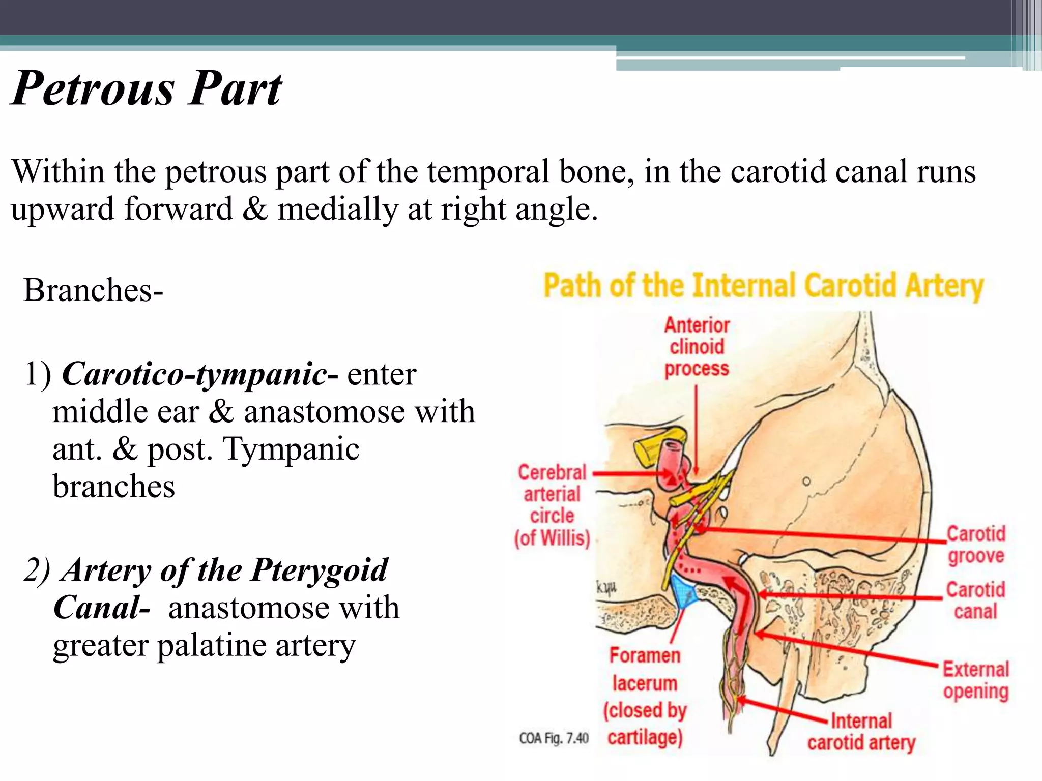 Arteries of Head and Neck | PPTX