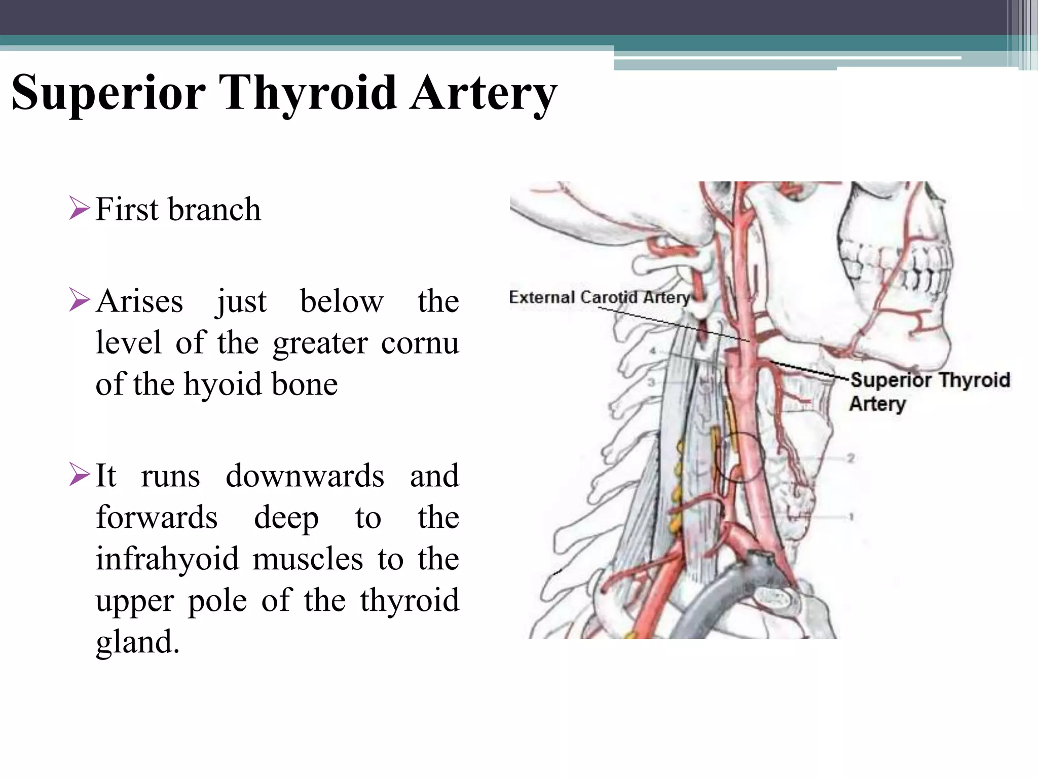 Arteries of Head and Neck | PPTX