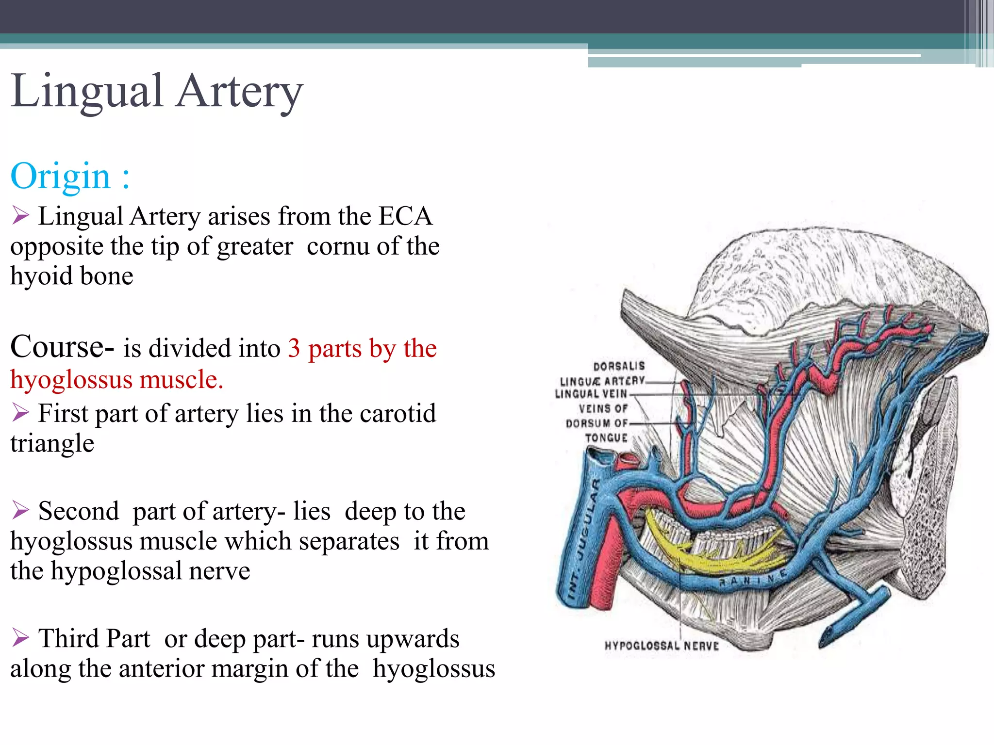Arteries of Head and Neck | PPTX