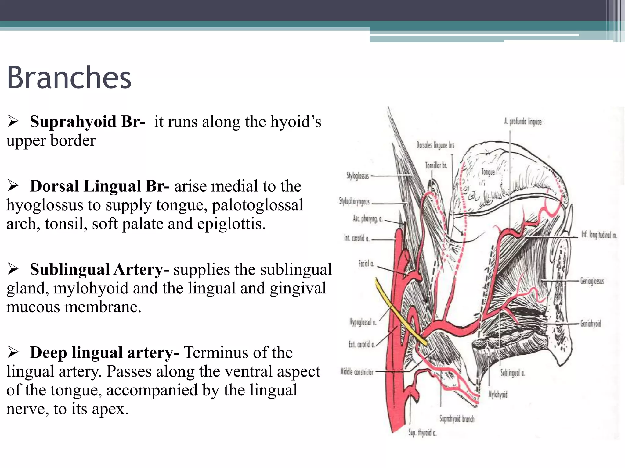 Arteries of Head and Neck | PPTX