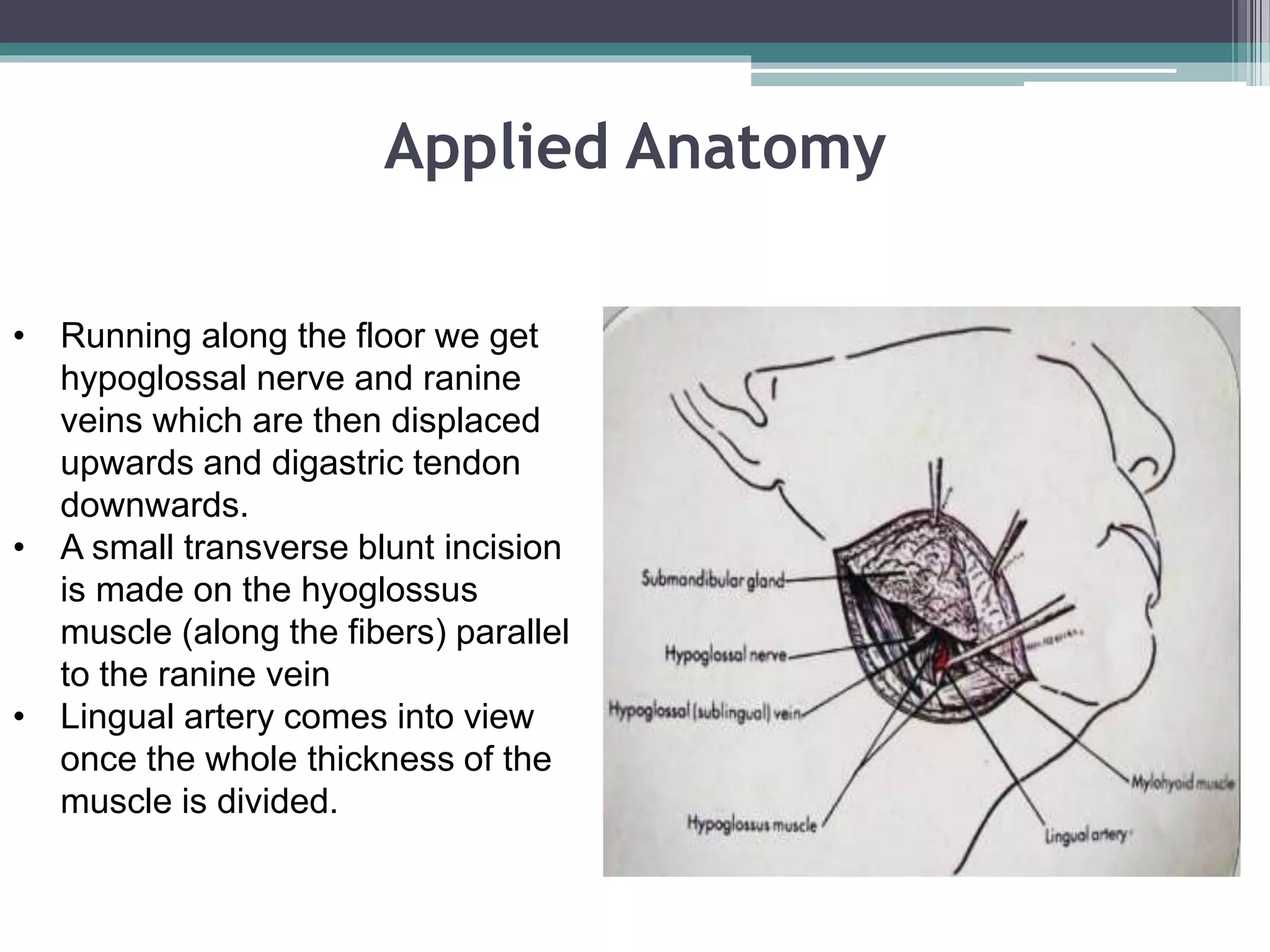 Arteries of Head and Neck | PPTX