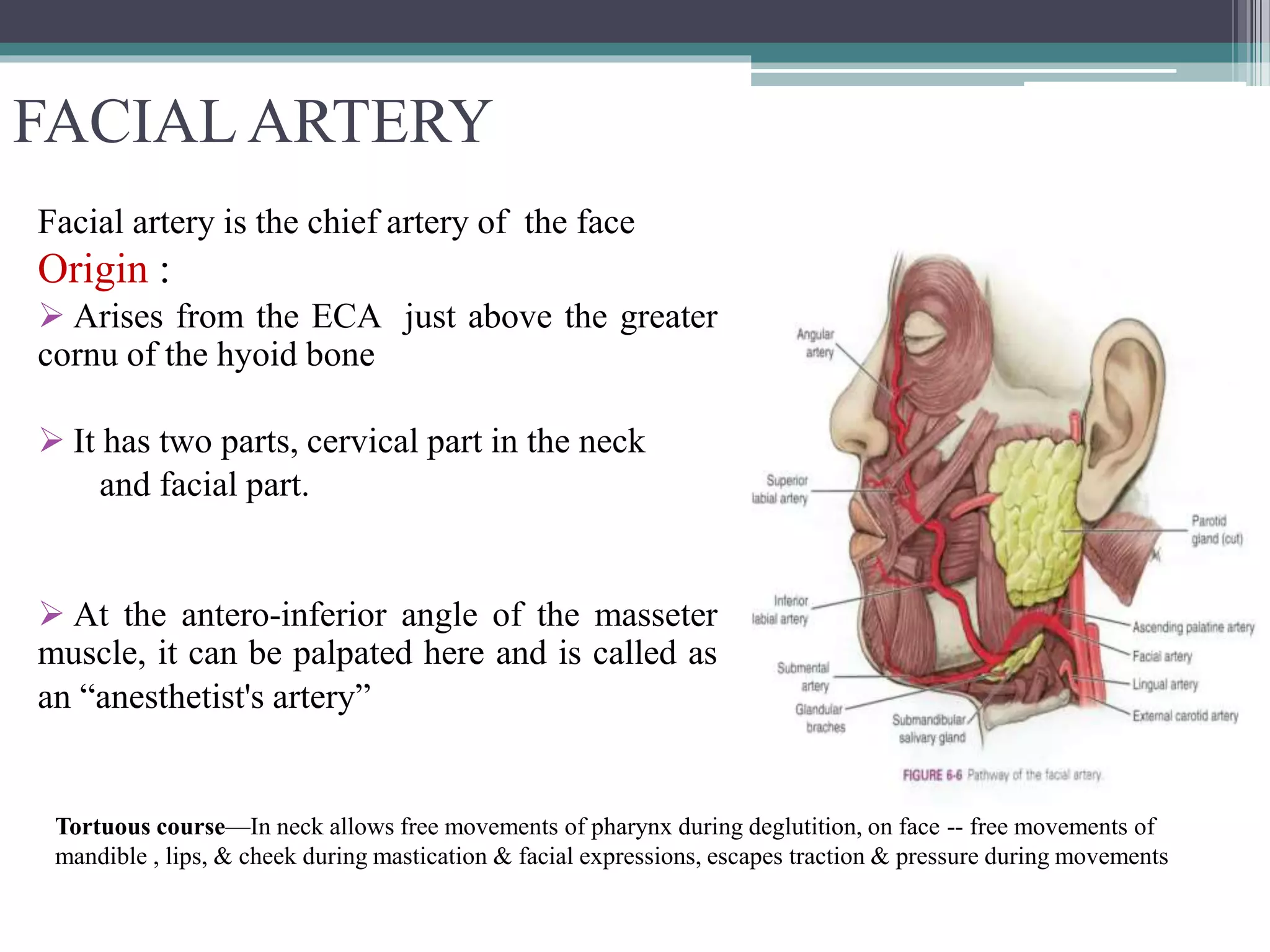 Arteries of Head and Neck | PPTX
