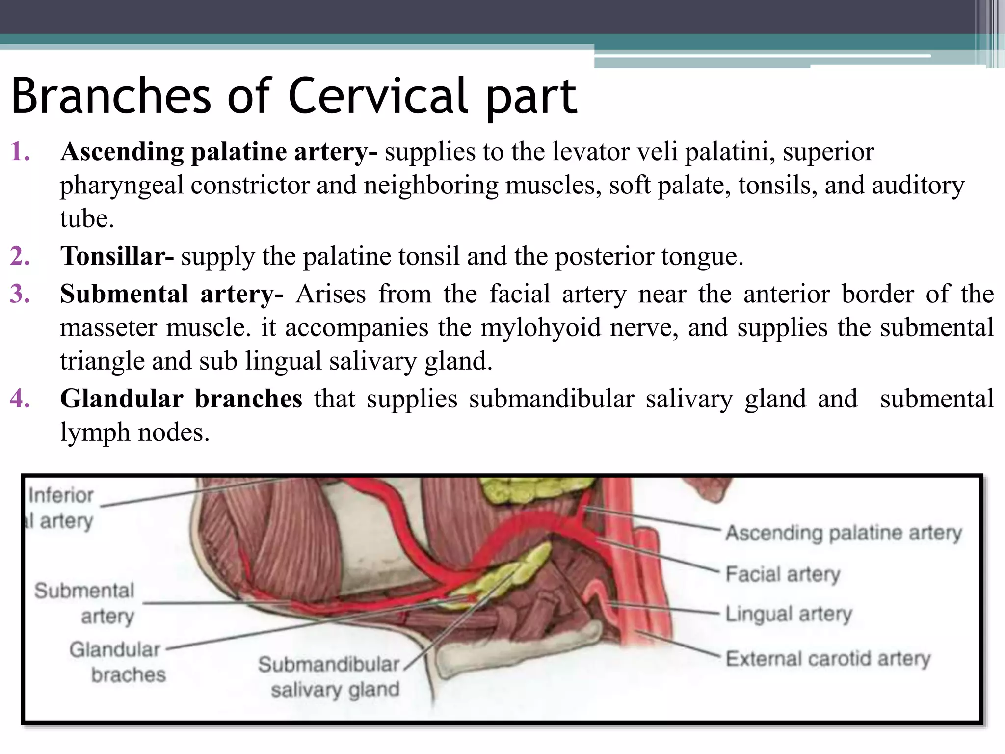 Arteries of Head and Neck | PPTX