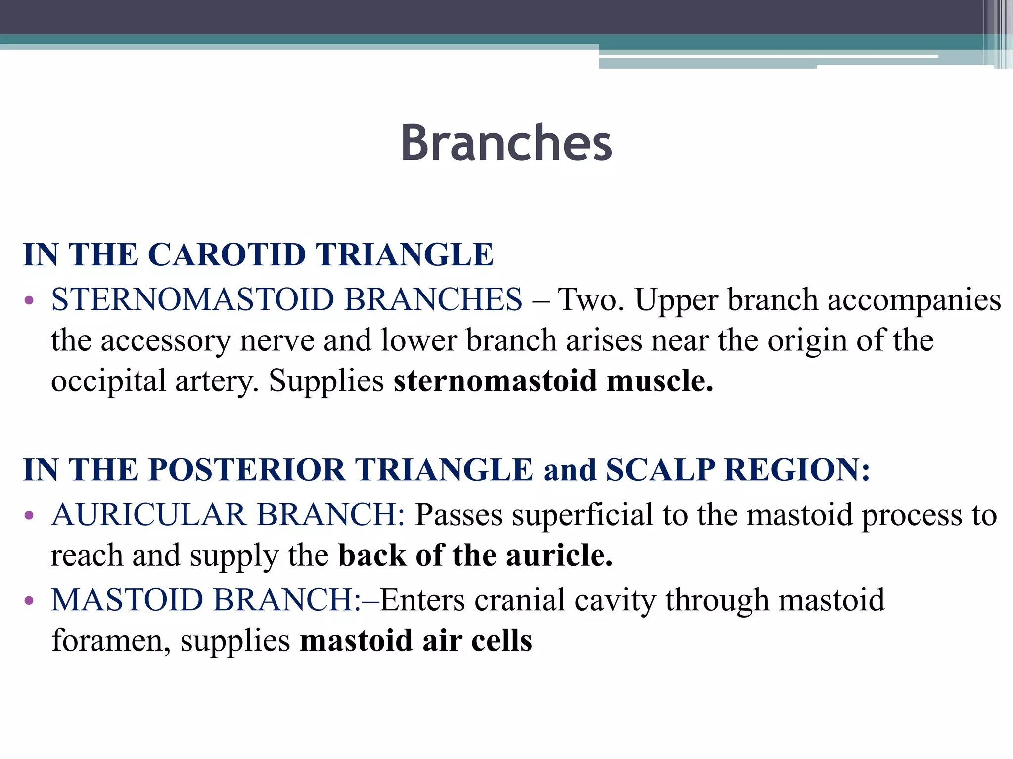 Arteries of Head and Neck | PPTX