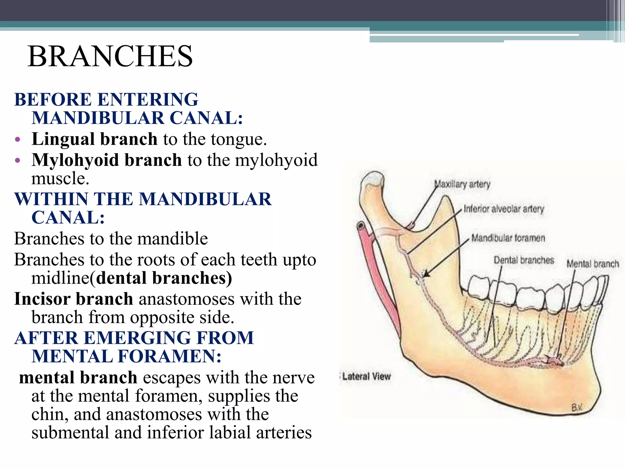 Arteries of Head and Neck | PPTX
