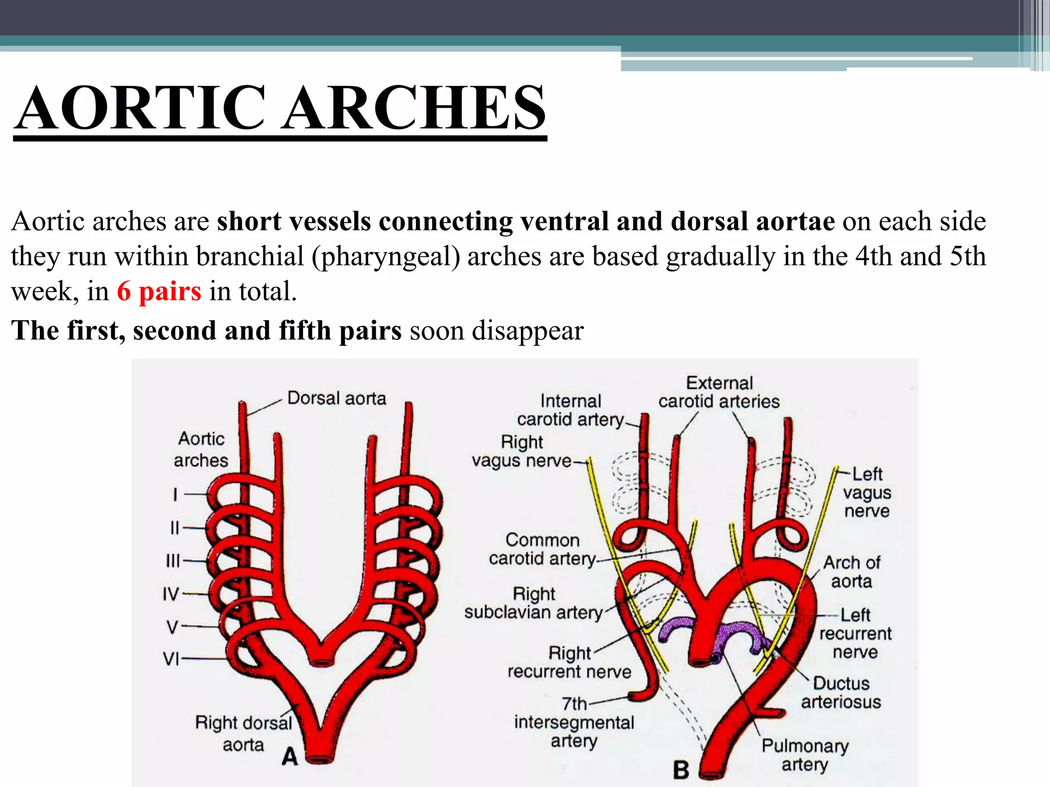 Arteries of Head and Neck | PPTX