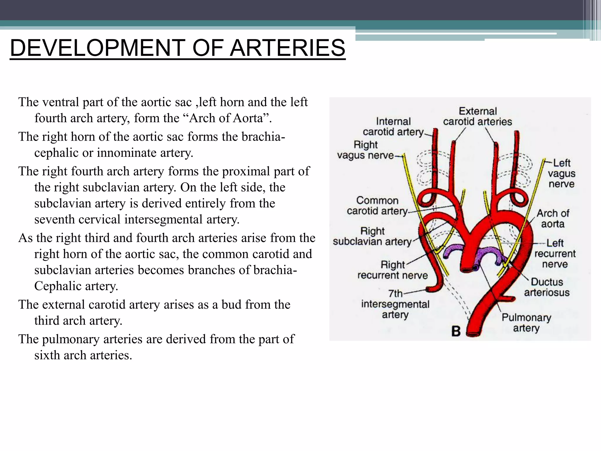 Arteries of Head and Neck | PPTX | Death, Injury, or Military Conflict | Sensitive Topics