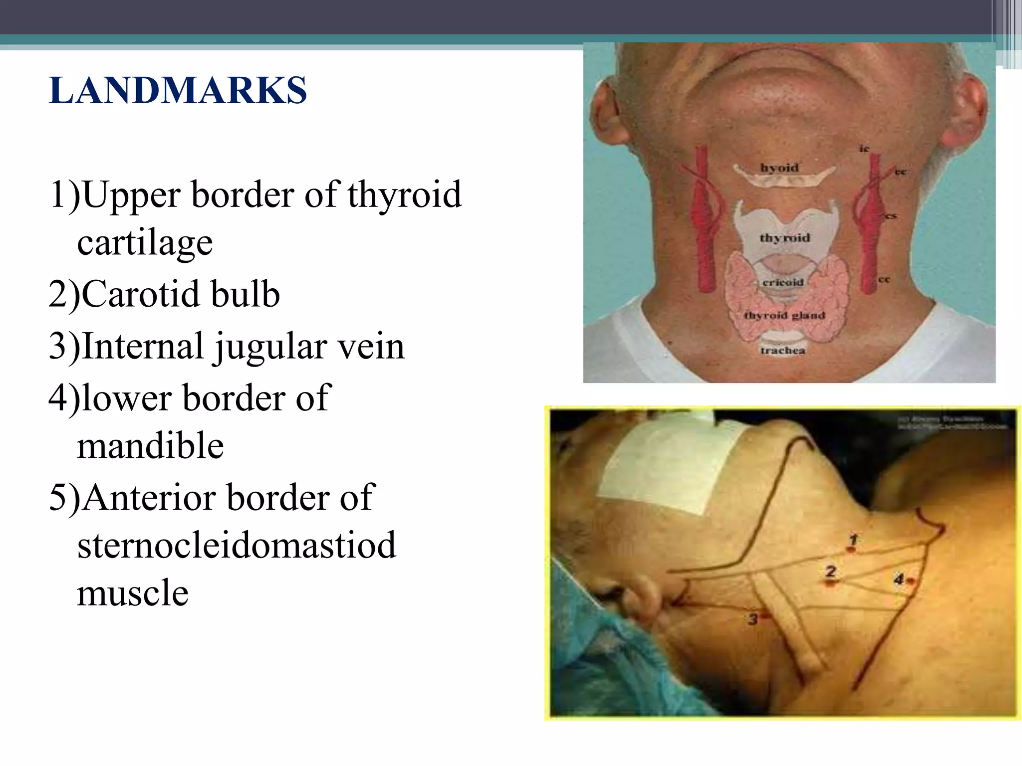 Arteries of Head and Neck | PPTX