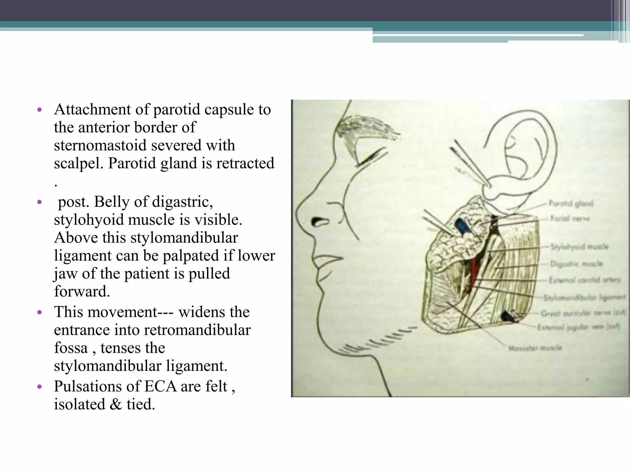 Arteries of Head and Neck | PPTX