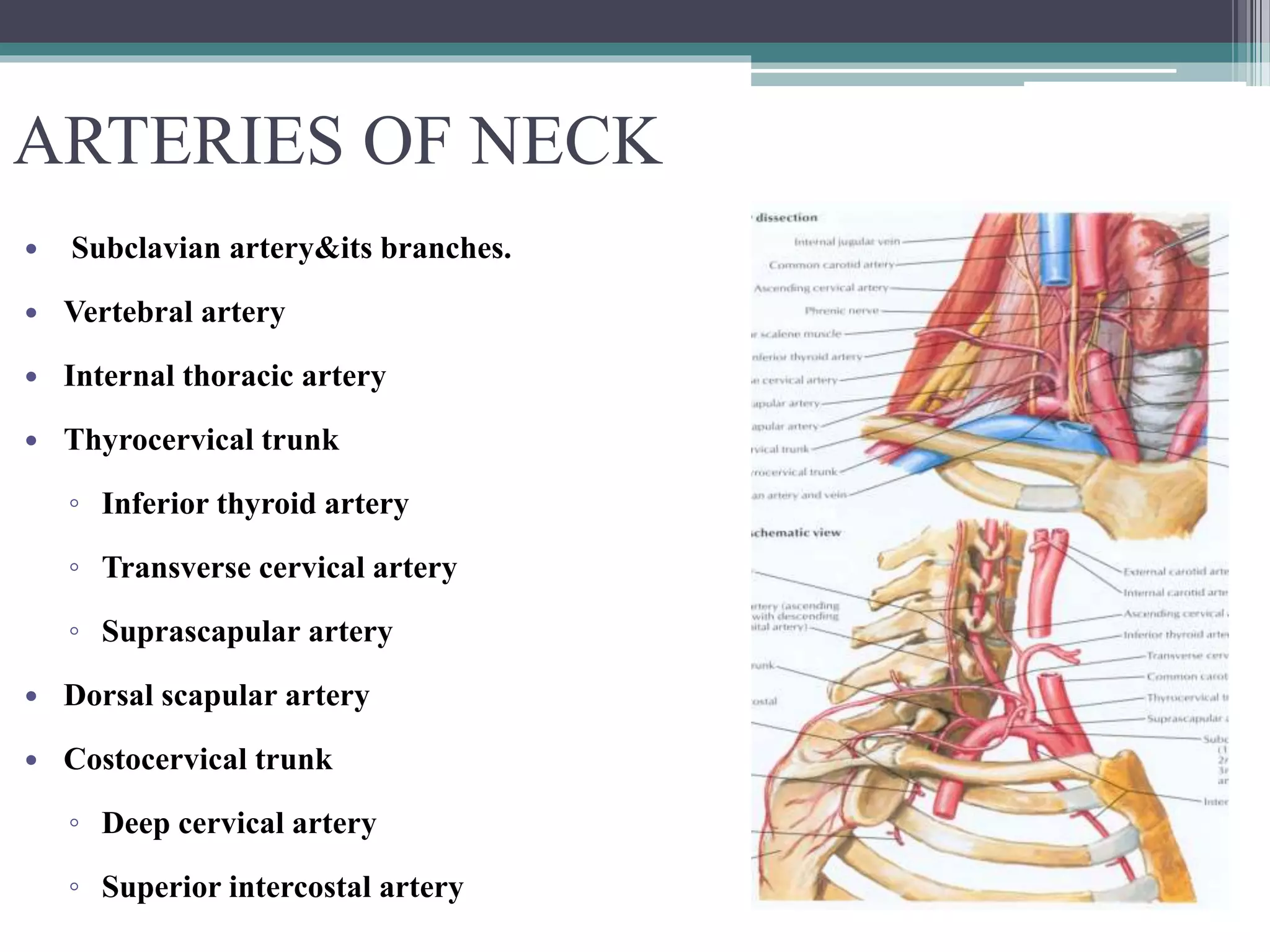 Arteries of Head and Neck | PPTX