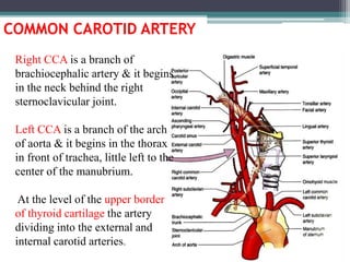 Arteries of Head and Neck | PPTX