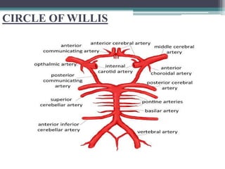 Arteries of Head and Neck | PPTX
