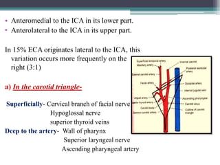 Arteries of Head and Neck | PPTX