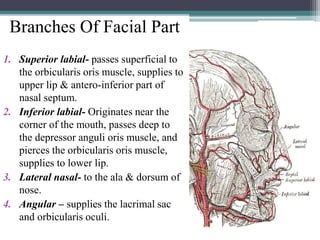 Arteries of Head and Neck | PPTX