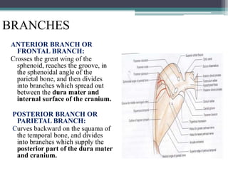 Arteries of Head and Neck | PPTX