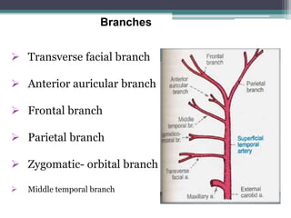 Arteries of Head and Neck | PPTX
