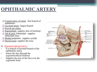 Ophthalmic Artery Netter