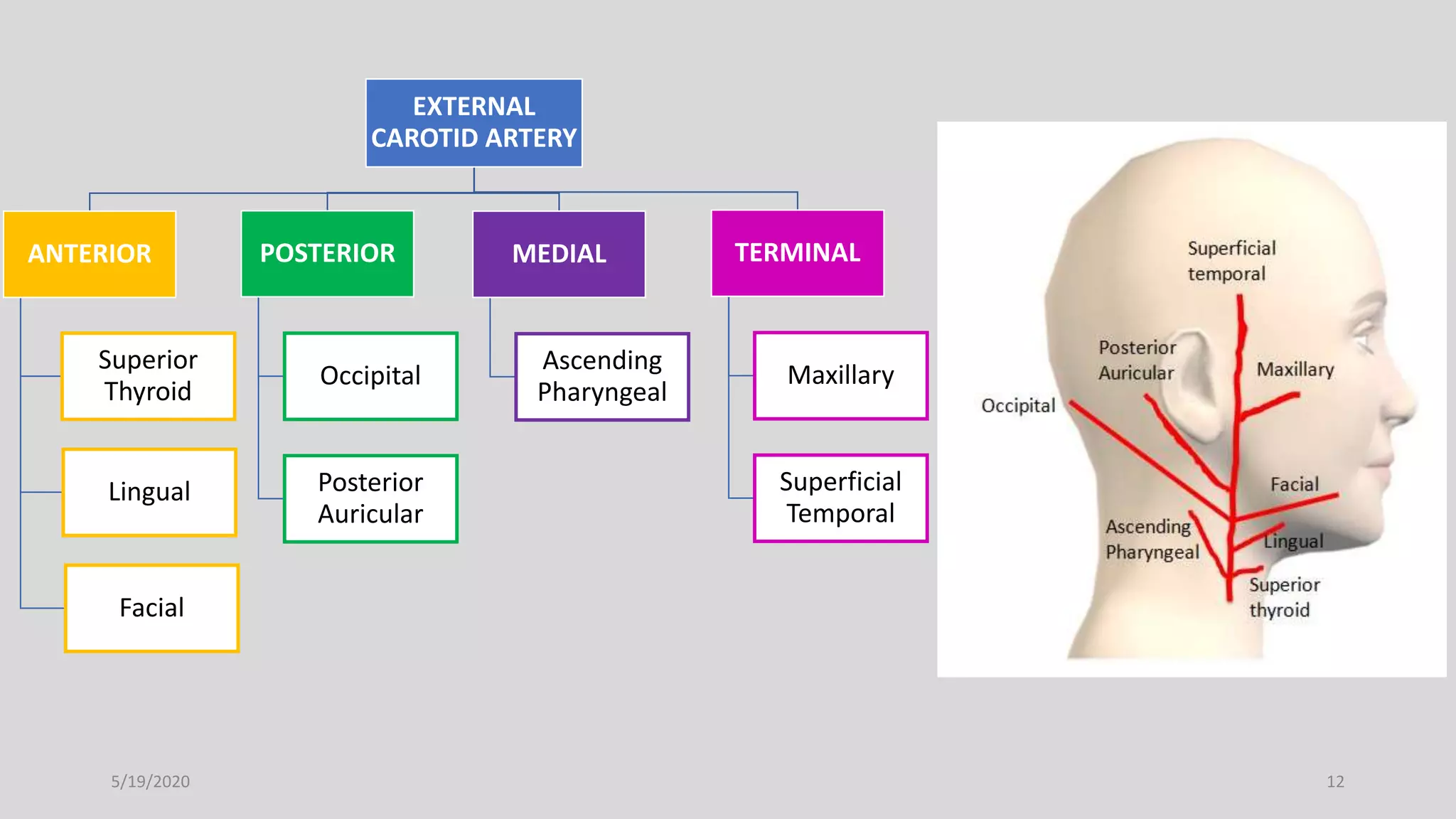 Blood supply of head and neck | PPTX