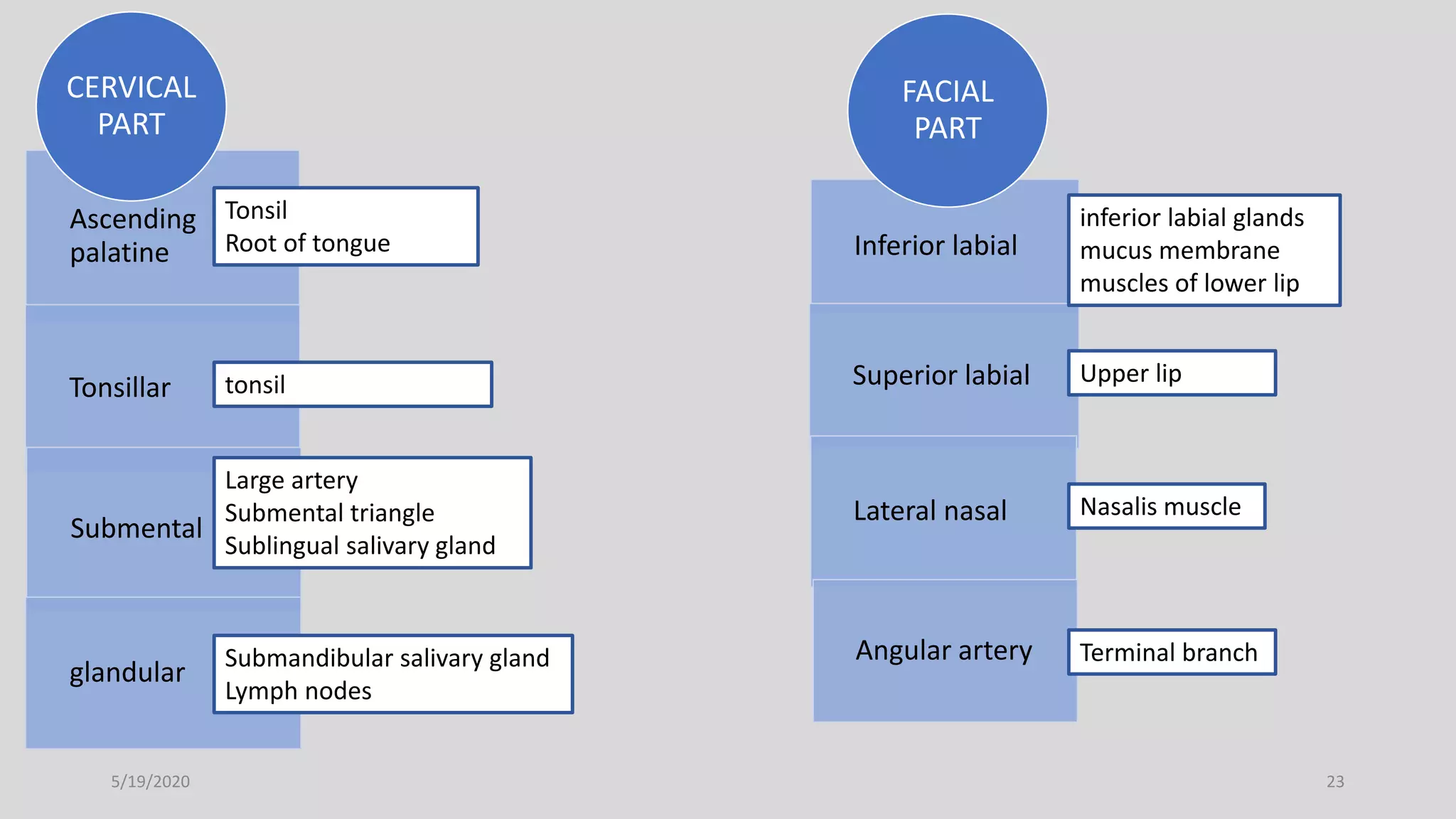 Blood supply of head and neck | PPTX