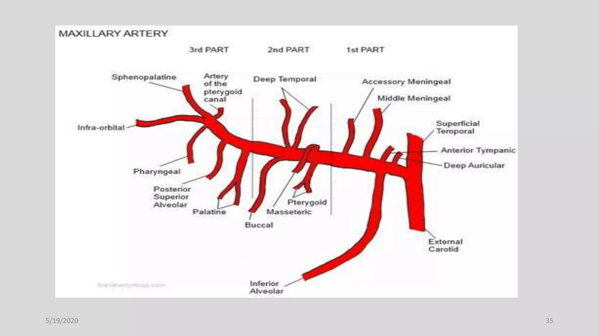 Blood supply of head and neck | PPTX