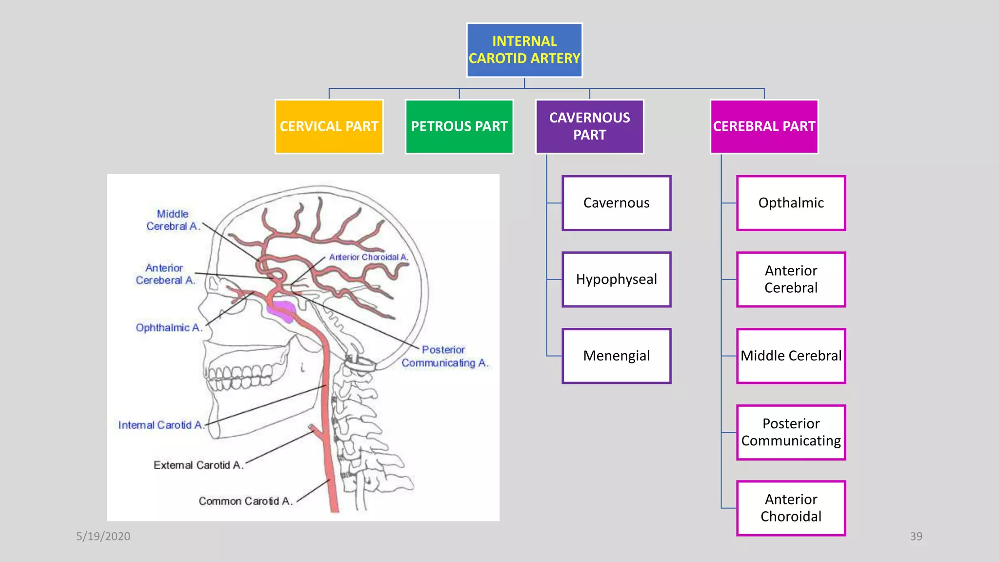Blood supply of head and neck | PPTX