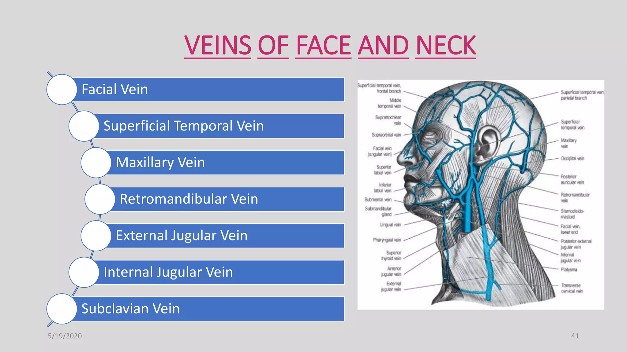 Blood supply of head and neck | PPTX