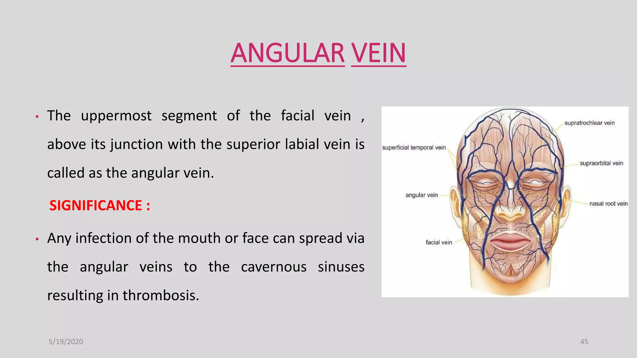 Blood supply of head and neck | PPTX